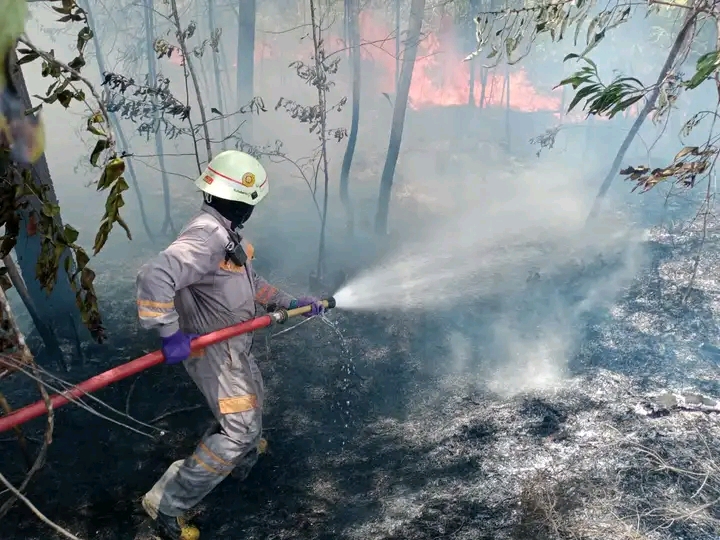 Api Kembali Bakar Hutan di Desa Sebong Pereh Bintan - www.kepriraya.com