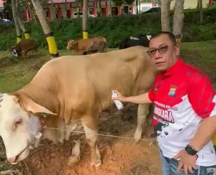 Irjen Pol Yan Fitri Kurban 34 Ekor Sapi untuk Masyarakat Batam - www ...